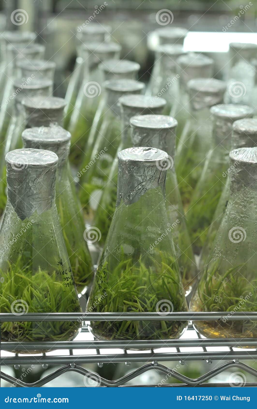 Growing Plant Specimens in the Lab Stock Photo - Image of industry ...