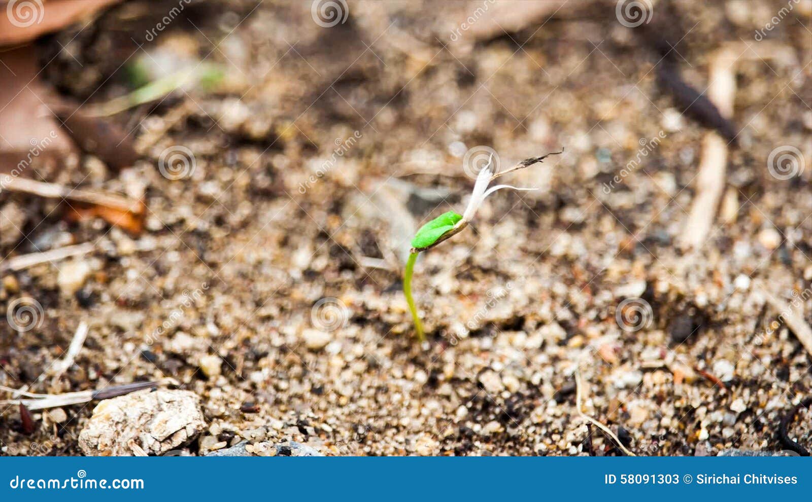 Growing plant time lapse. stock video. Video of agriculture - 58091303