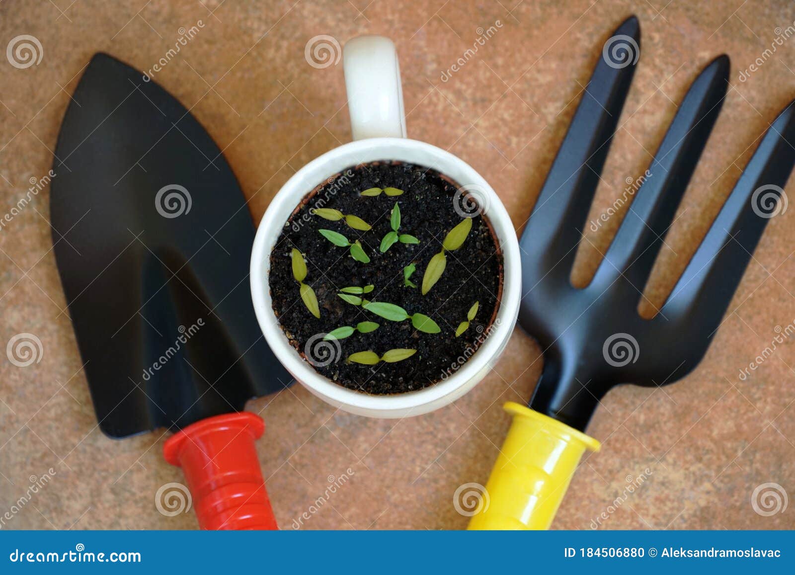 Growing Plant Top View. Planting and Gardening Plant in Pot Stock Photo ...