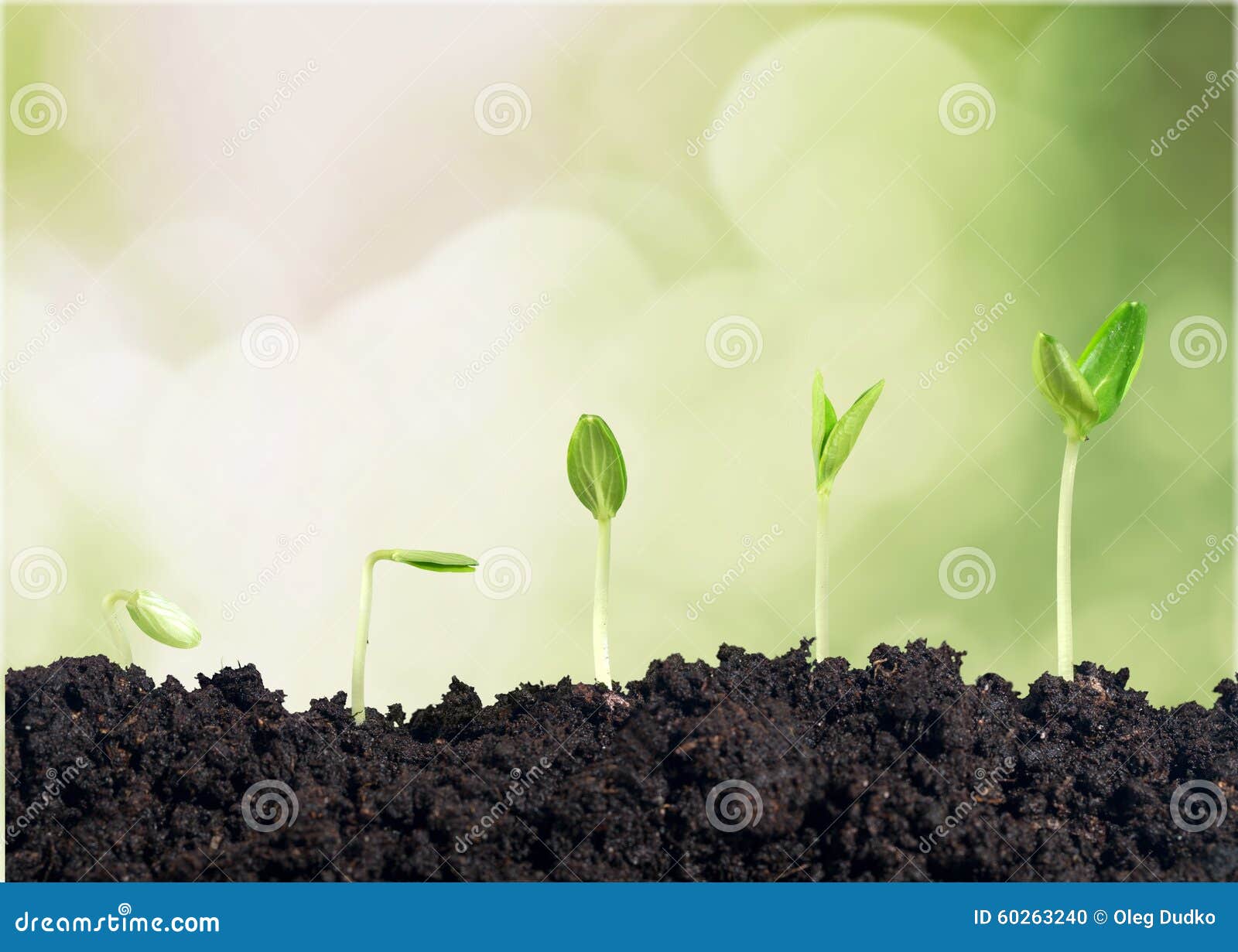 Growing stock photo. Image of gardening, young, green - 60263240