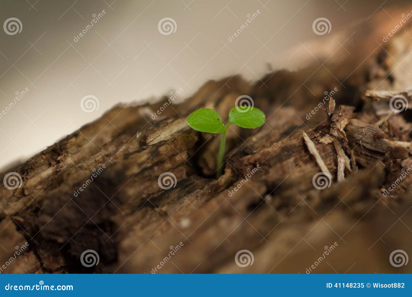 Growing plant on wood stock image. Image of wood, sapling - 41148235