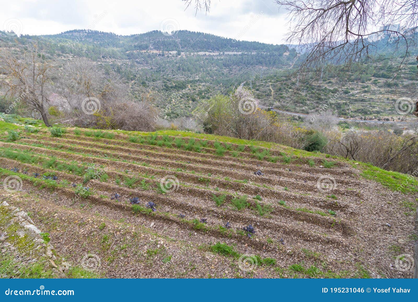 Growing Plants in an Ancient Method Stock Photo - Image of ...