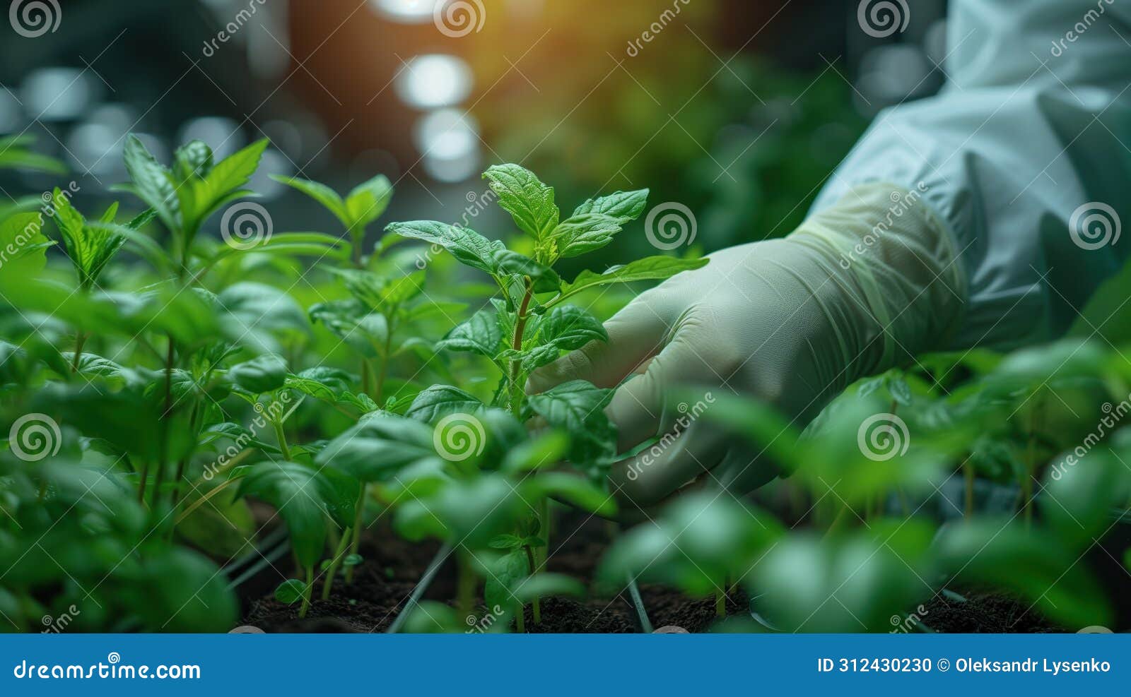 Growing Plants in Bio Laboratory Stock Illustration - Illustration of ...