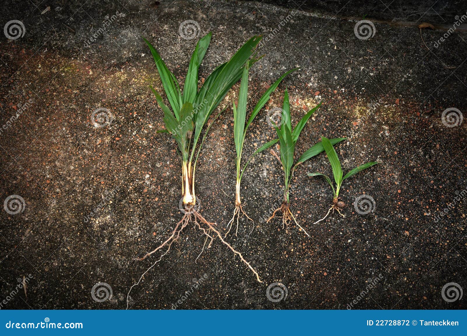 Growing Plants (crude Palm Oil) Stock Photo - Image of agricultural ...