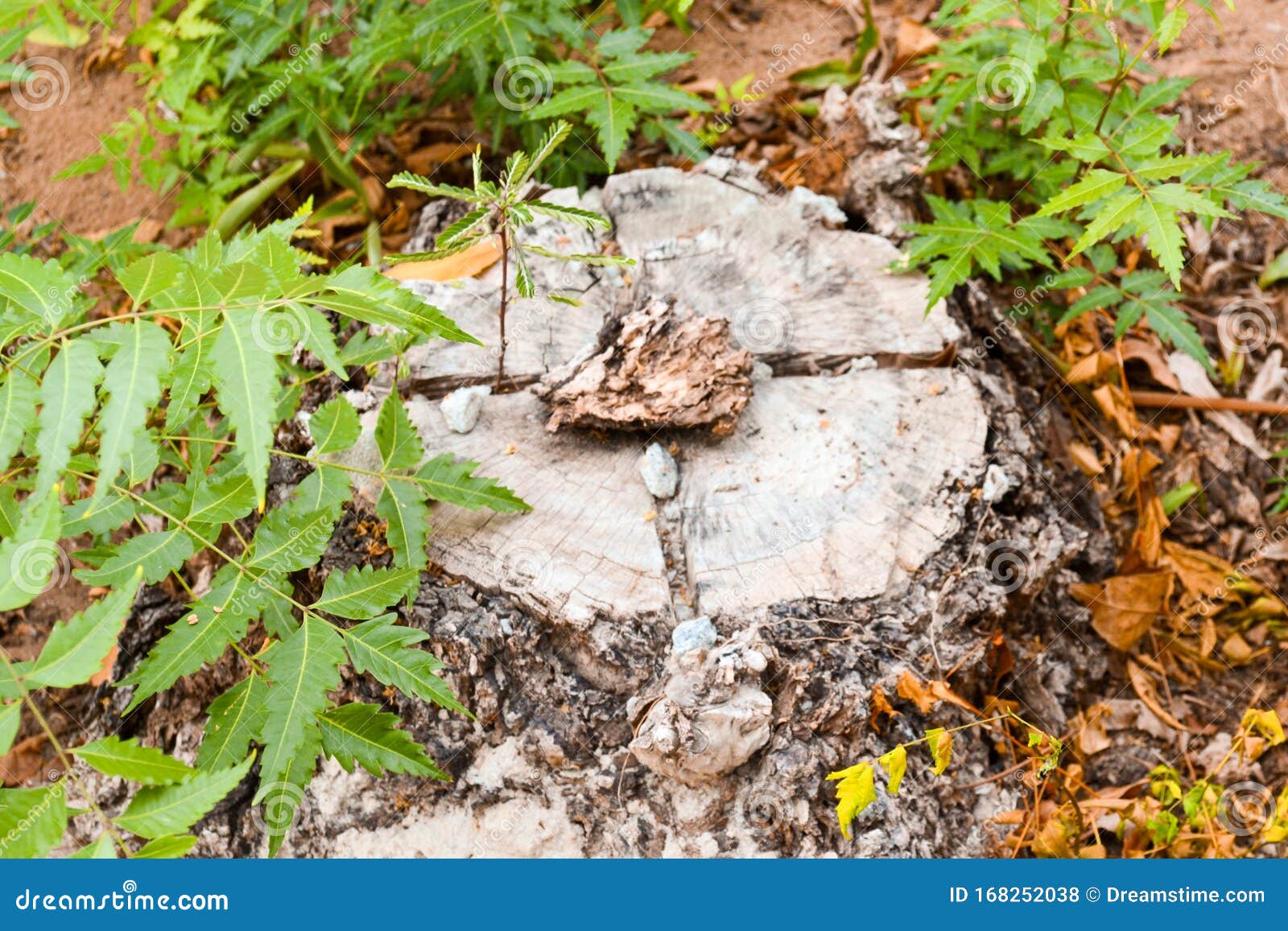 Growing Plants on a Dead Tree Stock Photo - Image of home, children ...