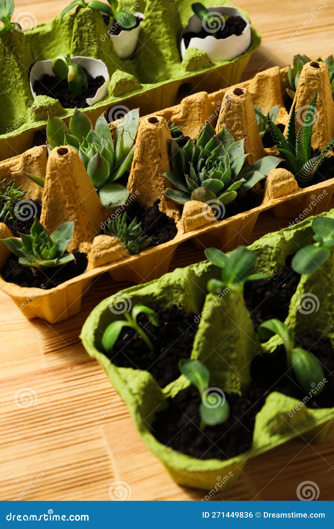 Growing Plants in Egg Box, Creative Way To Grow Plants Stock Photo ...