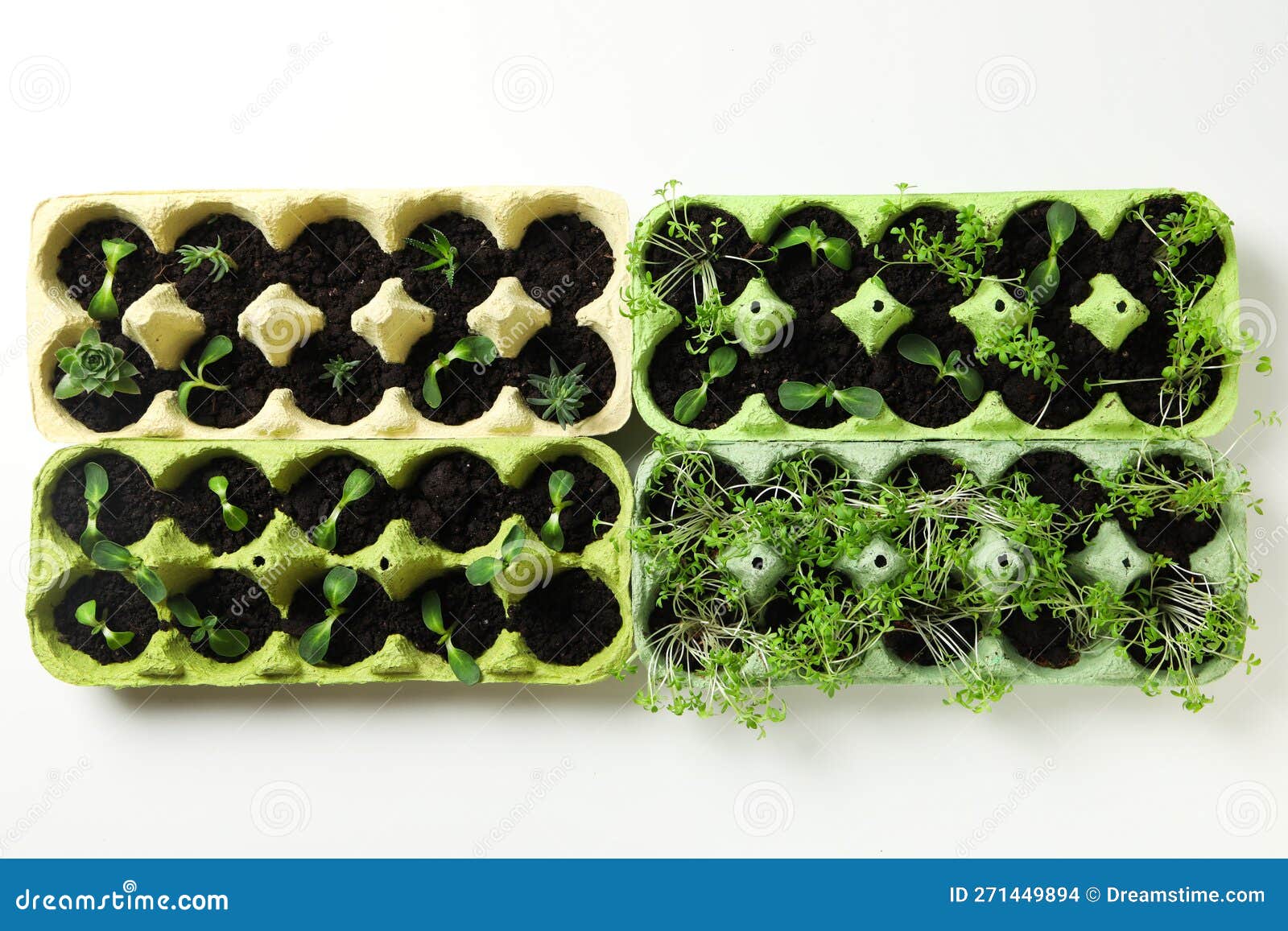 Growing Plants in Egg Box, Creative Way To Grow Plants Stock Photo ...