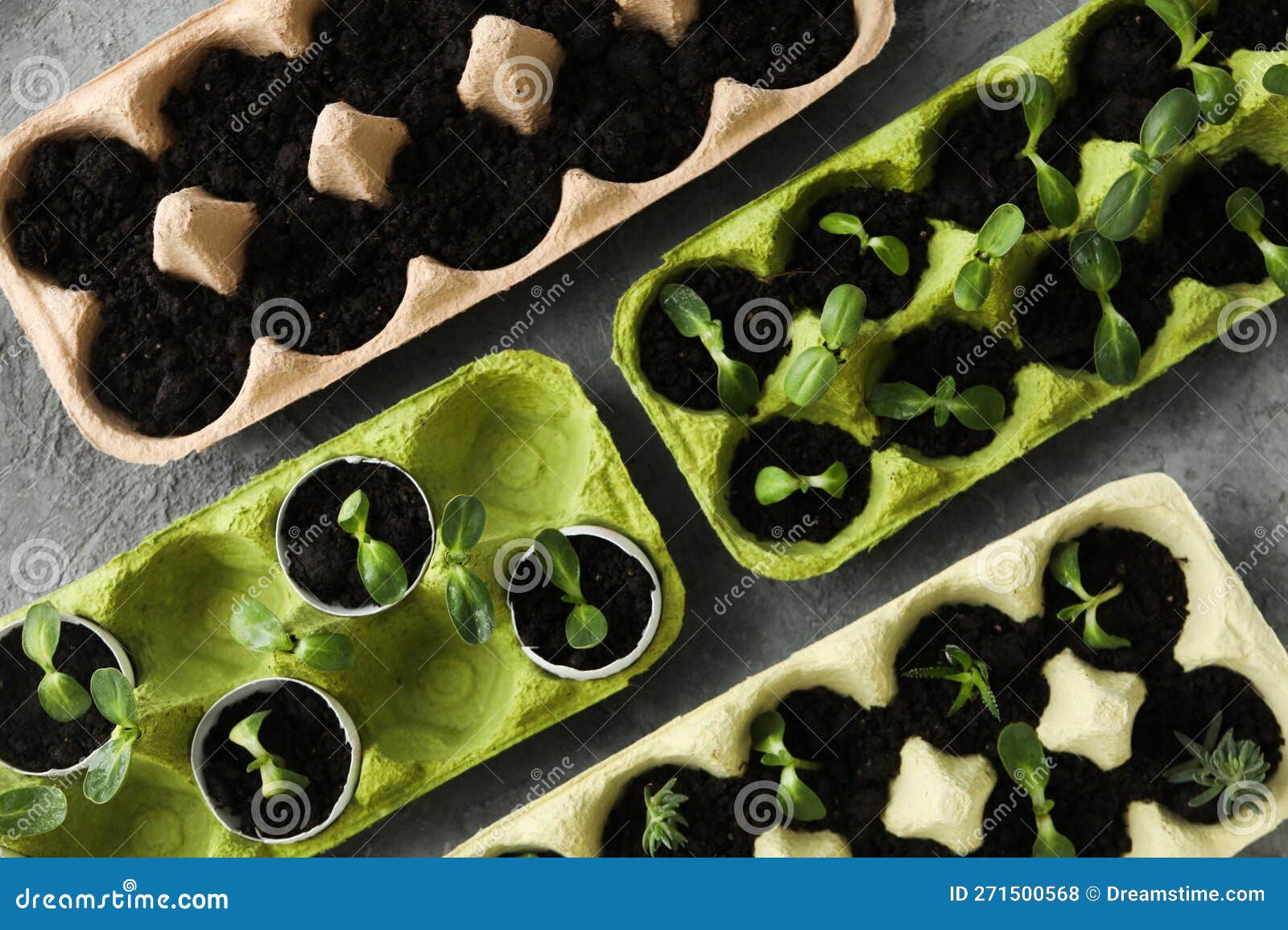 Growing Plants in Egg Box, Creative Way To Grow Plants Stock Photo ...