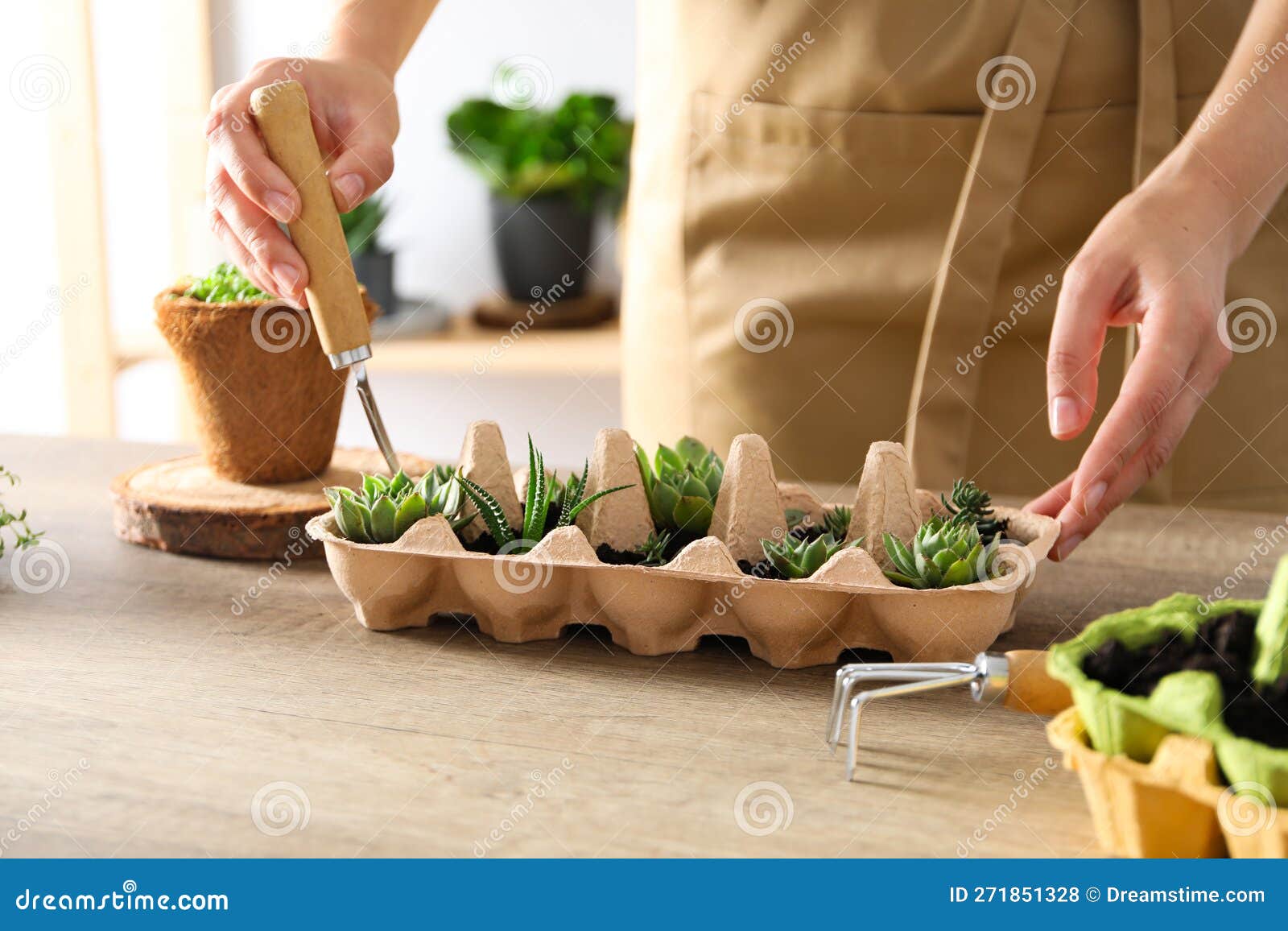 Growing Plants in Egg Box, Creative Way To Grow Plants Stock Photo ...