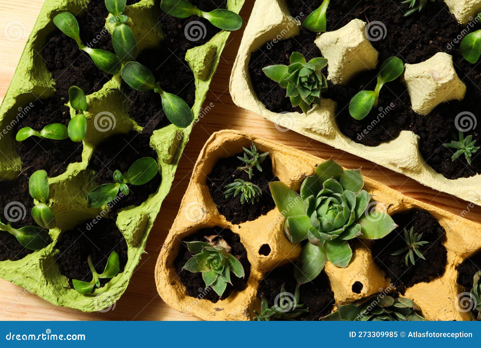 Growing Plants in Egg Box, Creative Way To Grow Plants Stock Image ...
