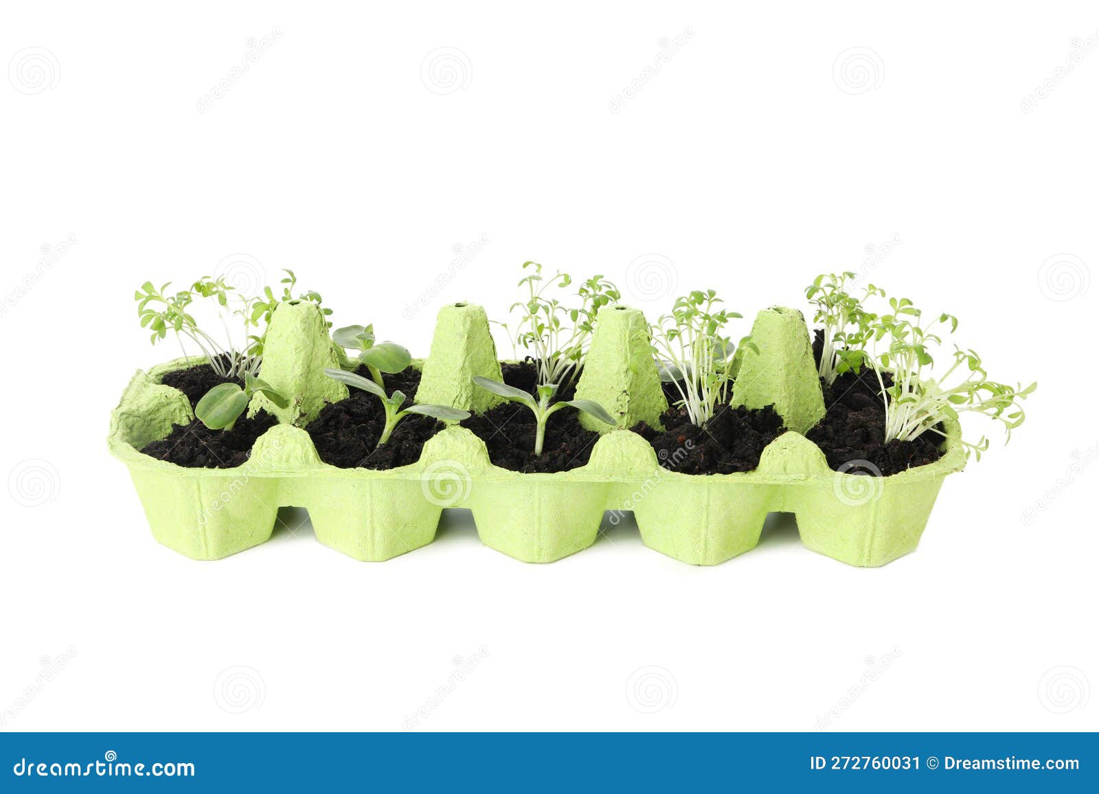 Growing Plants in Egg Box, Isolated on White Background Stock Image ...
