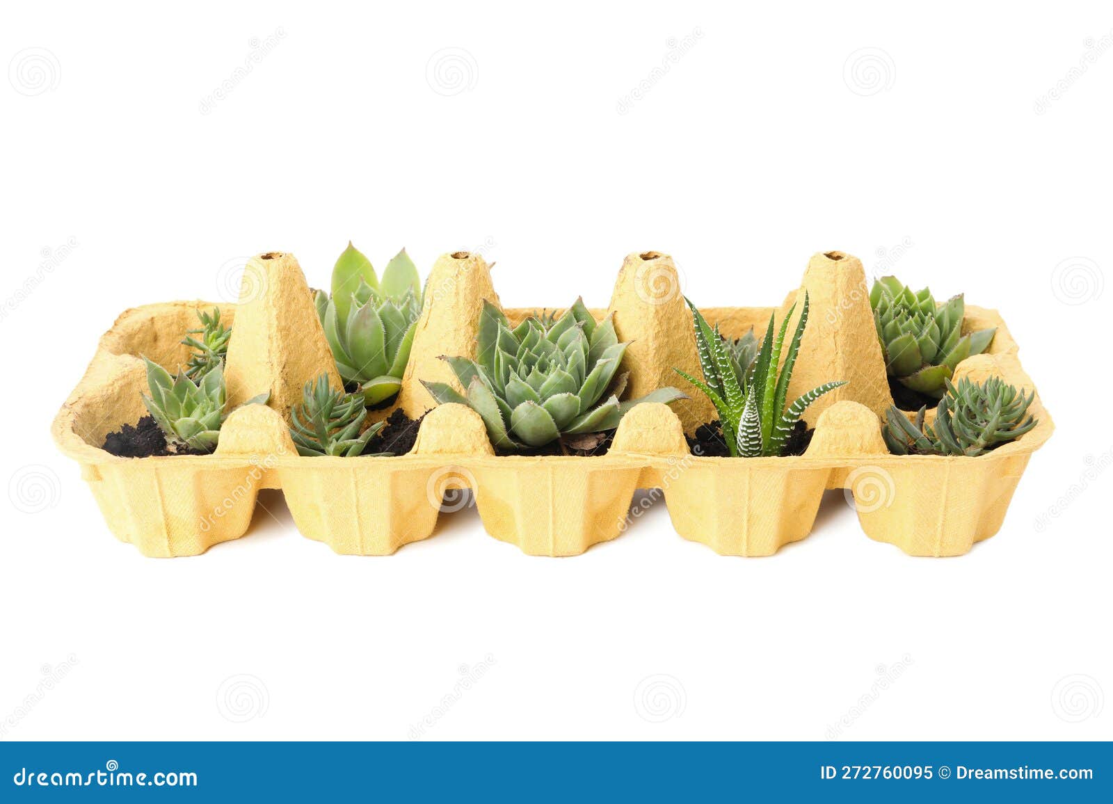 Growing Plants in Egg Box, Isolated on White Background Stock Image ...