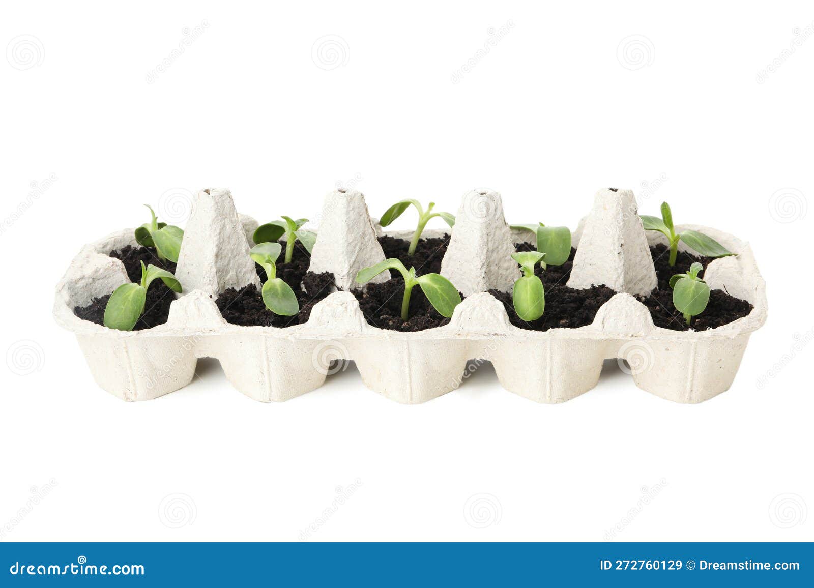Growing Plants in Egg Box, Isolated on White Background Stock Image ...
