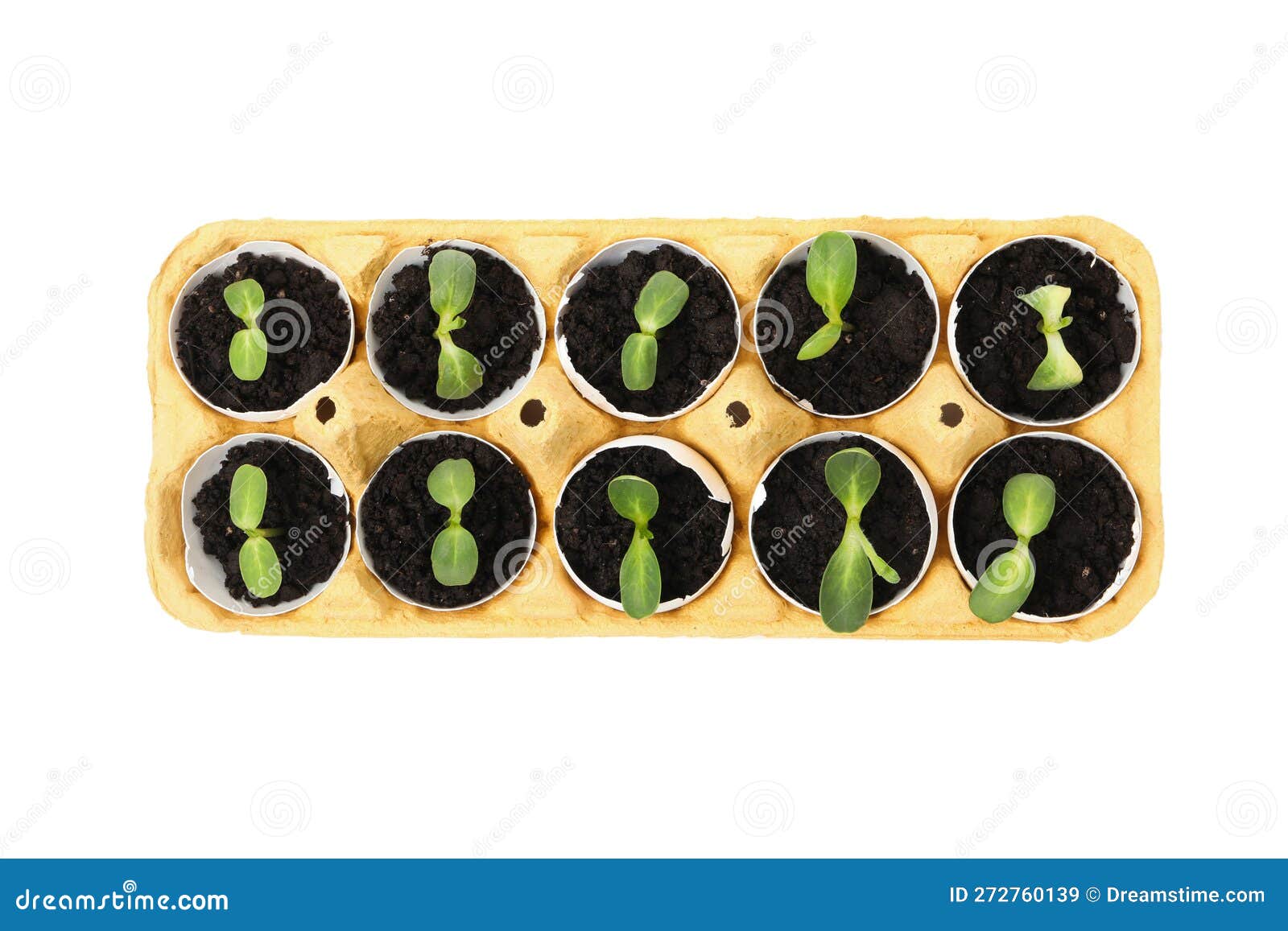 Growing Plants in Egg Box, Isolated on White Background Stock Image ...