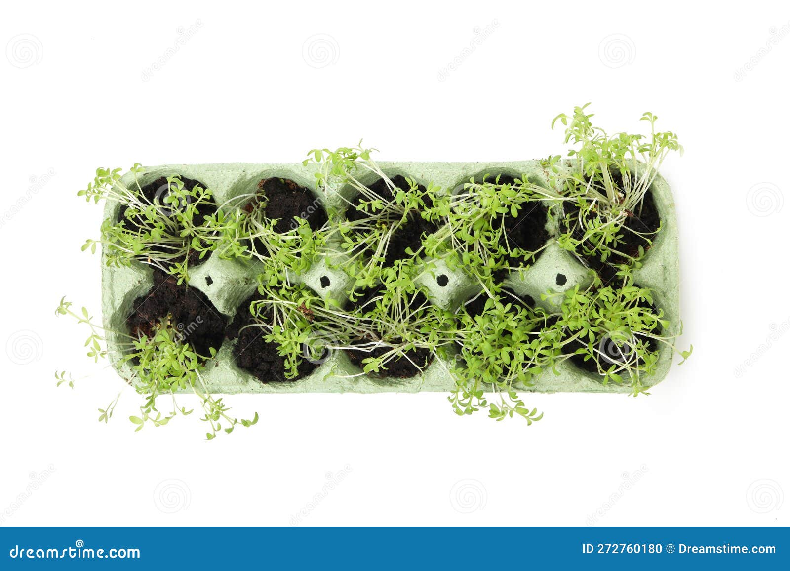Growing Plants in Egg Box, Isolated on White Background Stock Photo ...