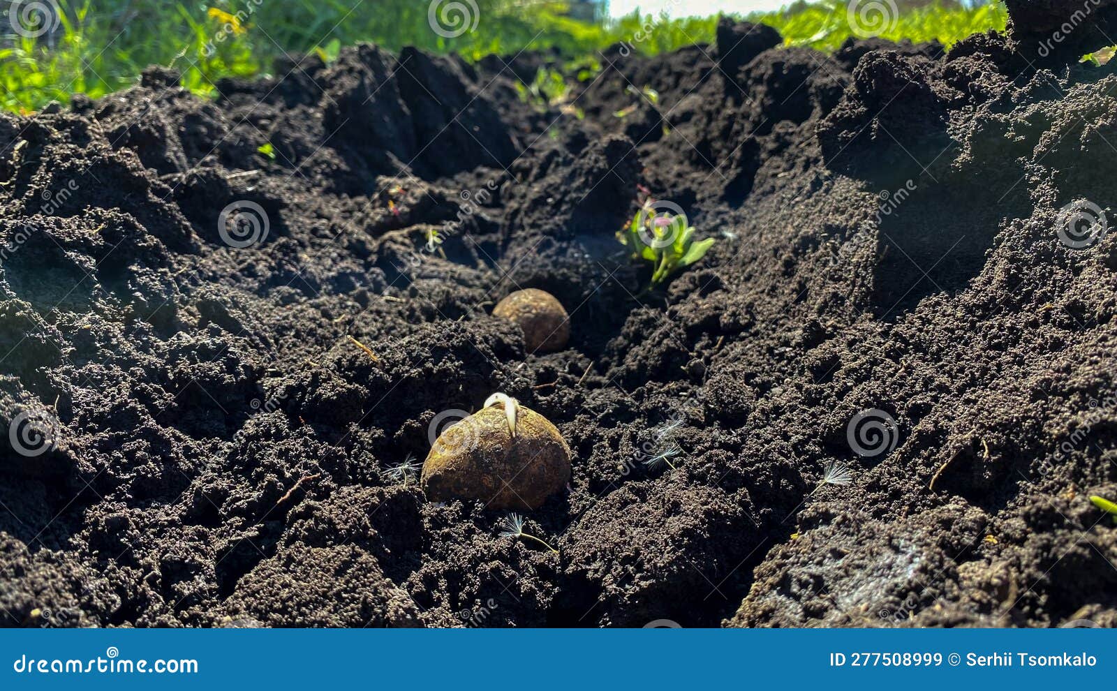 Growing Plants in the Ground Stock Image - Image of ground, potatoes ...