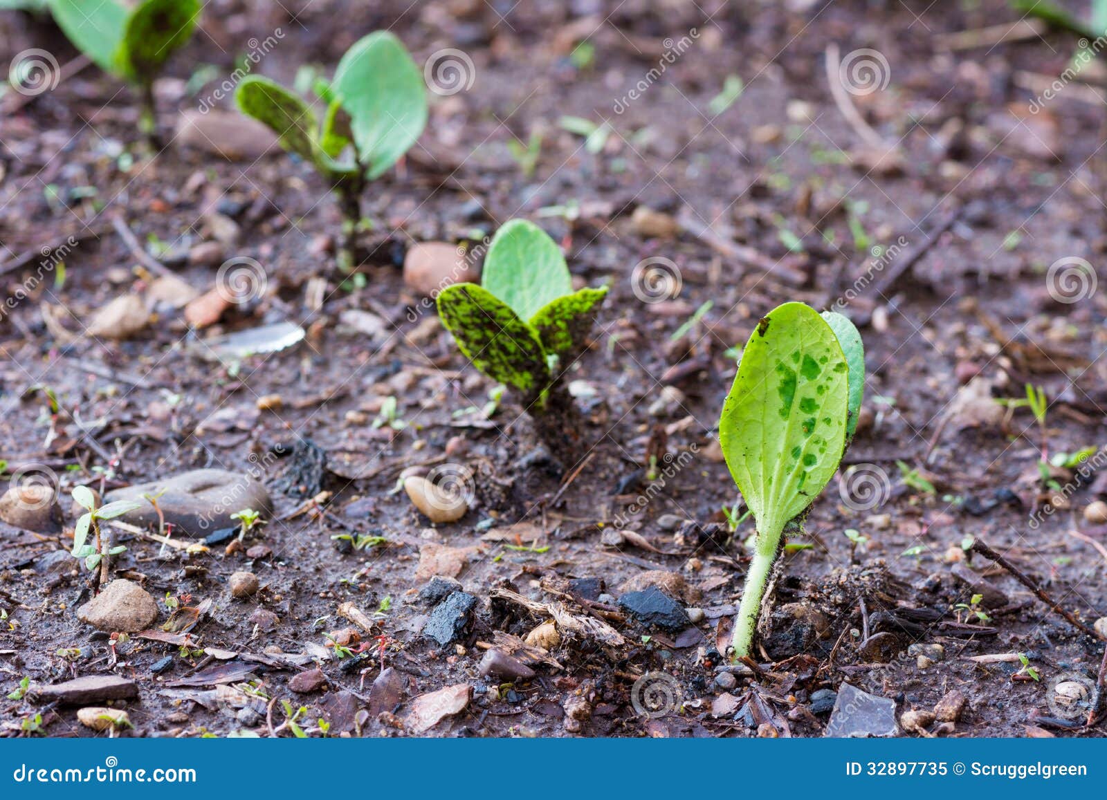 Growing Plants stock image. Image of life, grow, season - 32897735