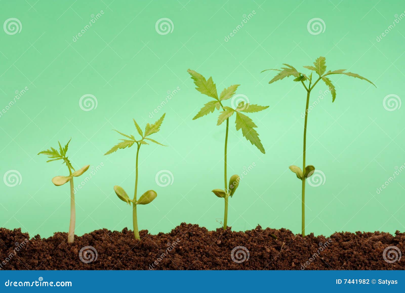 Growing plants-New life stock photo. Image of green, protection - 7441982