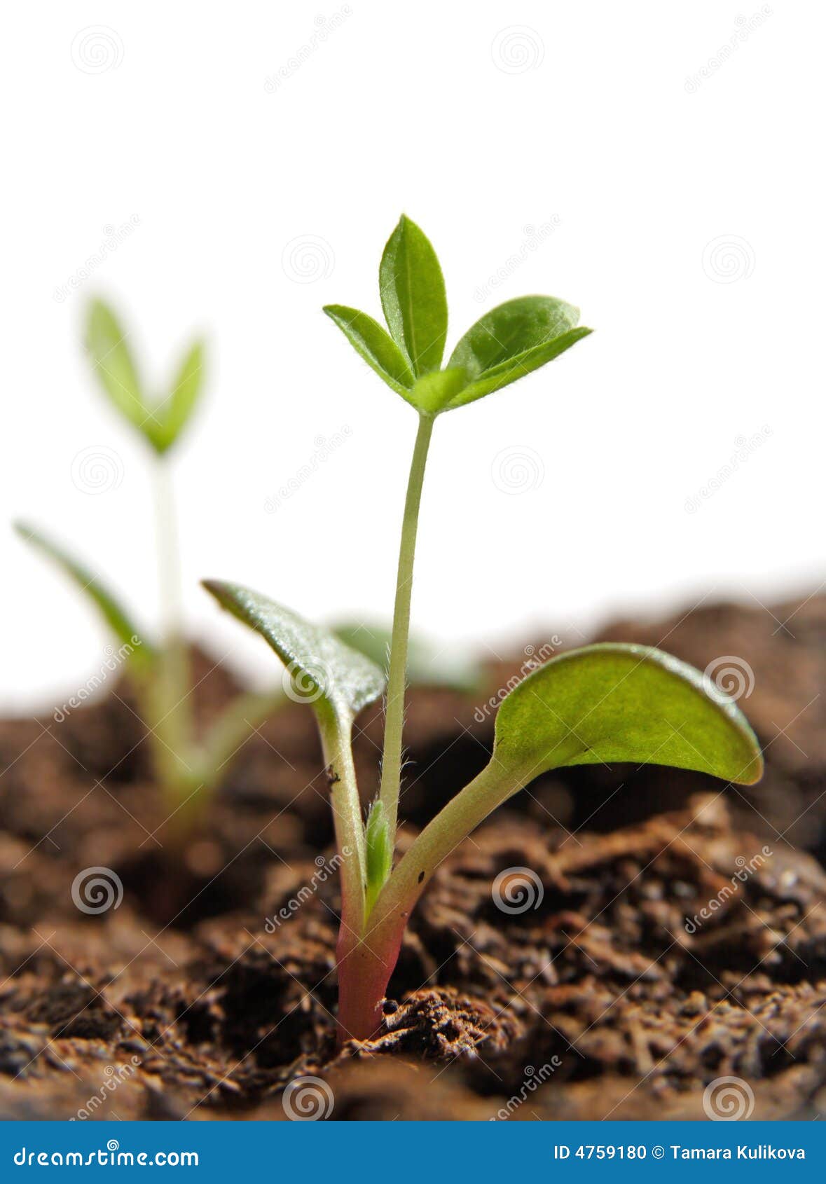Growing plants from seeds stock photo. Image of flower - 4759180