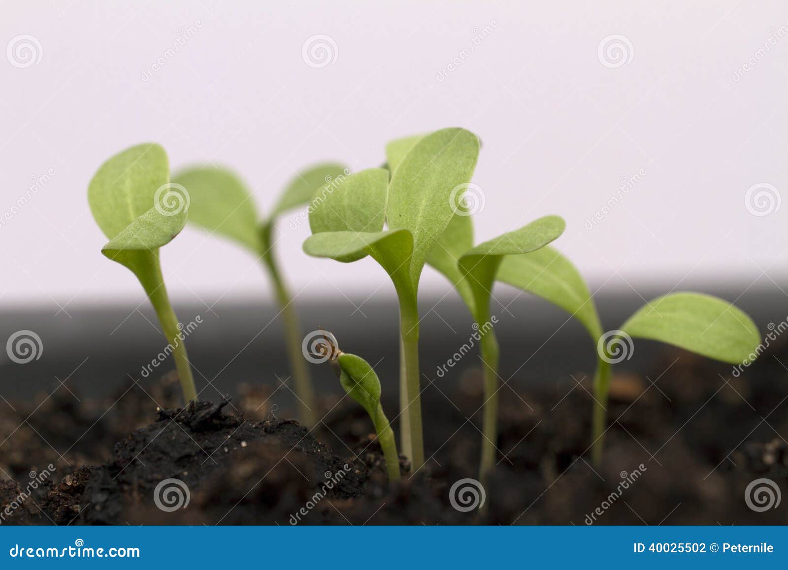 Growing plants stock photo. Image of seed, sprouts, sprout - 40025502