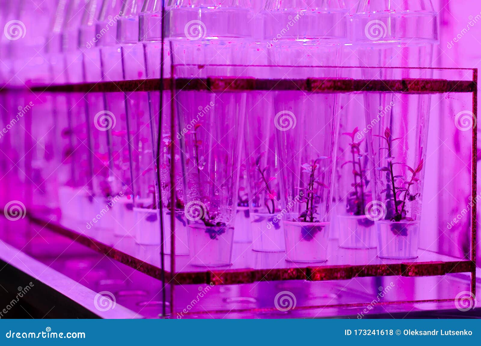 Growing Plants in Test Tubes Stock Photo - Image of environment ...