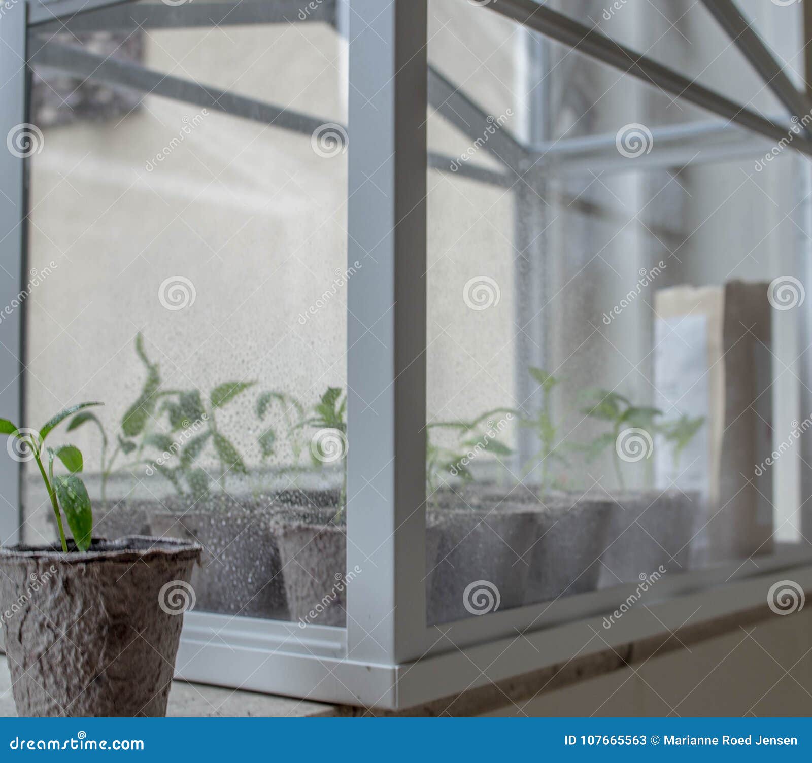 Growing Plants in the Window Stock Image - Image of glass, nice: 107665563