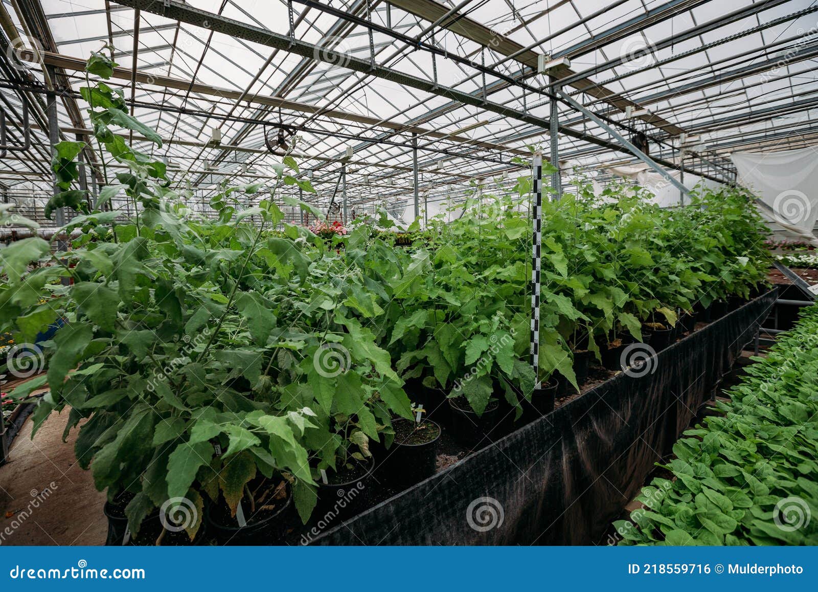Growing of Poplar Seedlings in Greenhouse with Climate Control Stock ...
