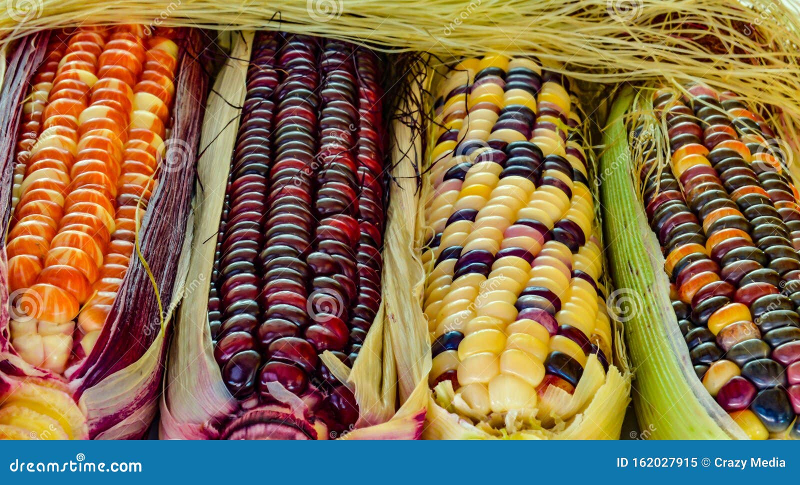 Growing and Presentation of Organic Colored Corn Stock Image - Image of ...