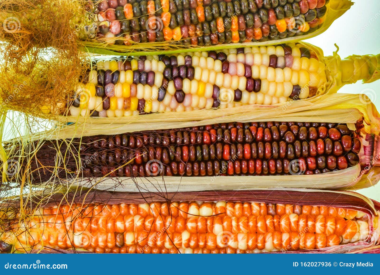 Growing and Presentation of Organic Colored Corn Stock Photo - Image of ...