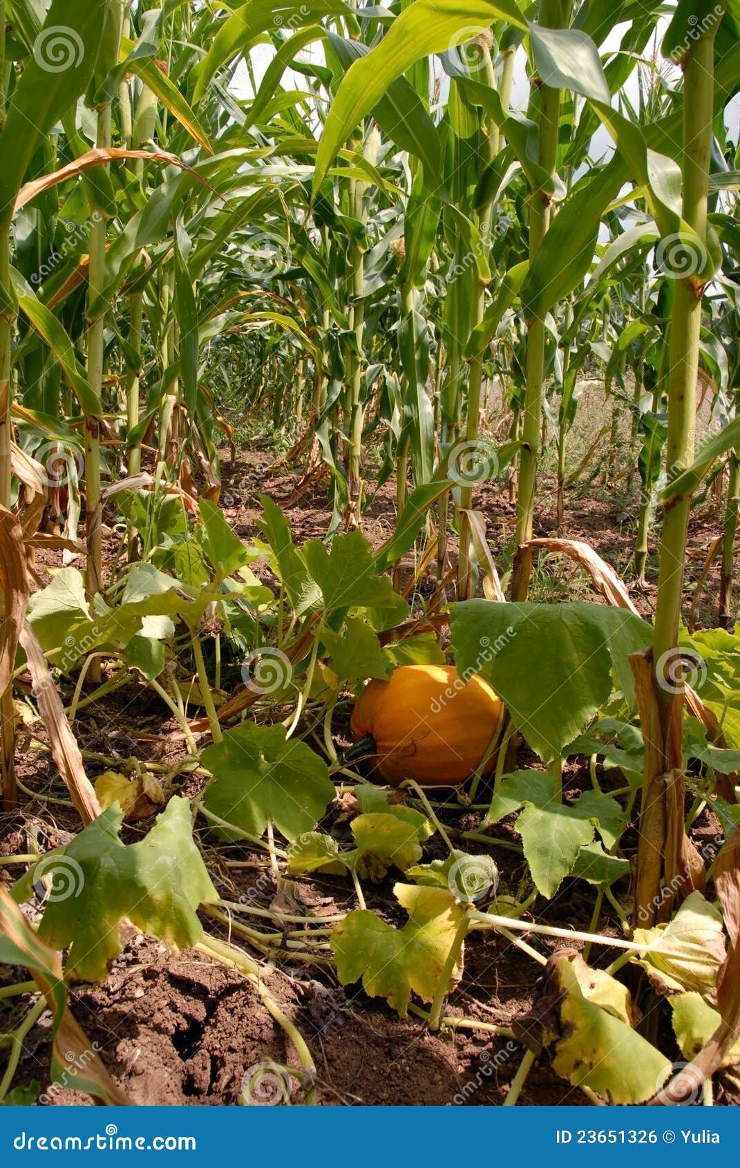 Growing pumpkin in corn stock photo. Image of grow, agriculture - 23651326