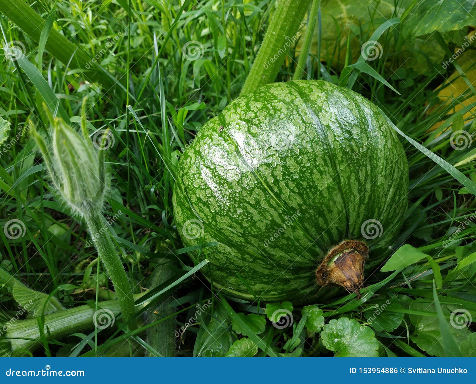 Growing a Pumpkin. Not Ripe Pumpkin Grows in the Green Grass. Summer ...