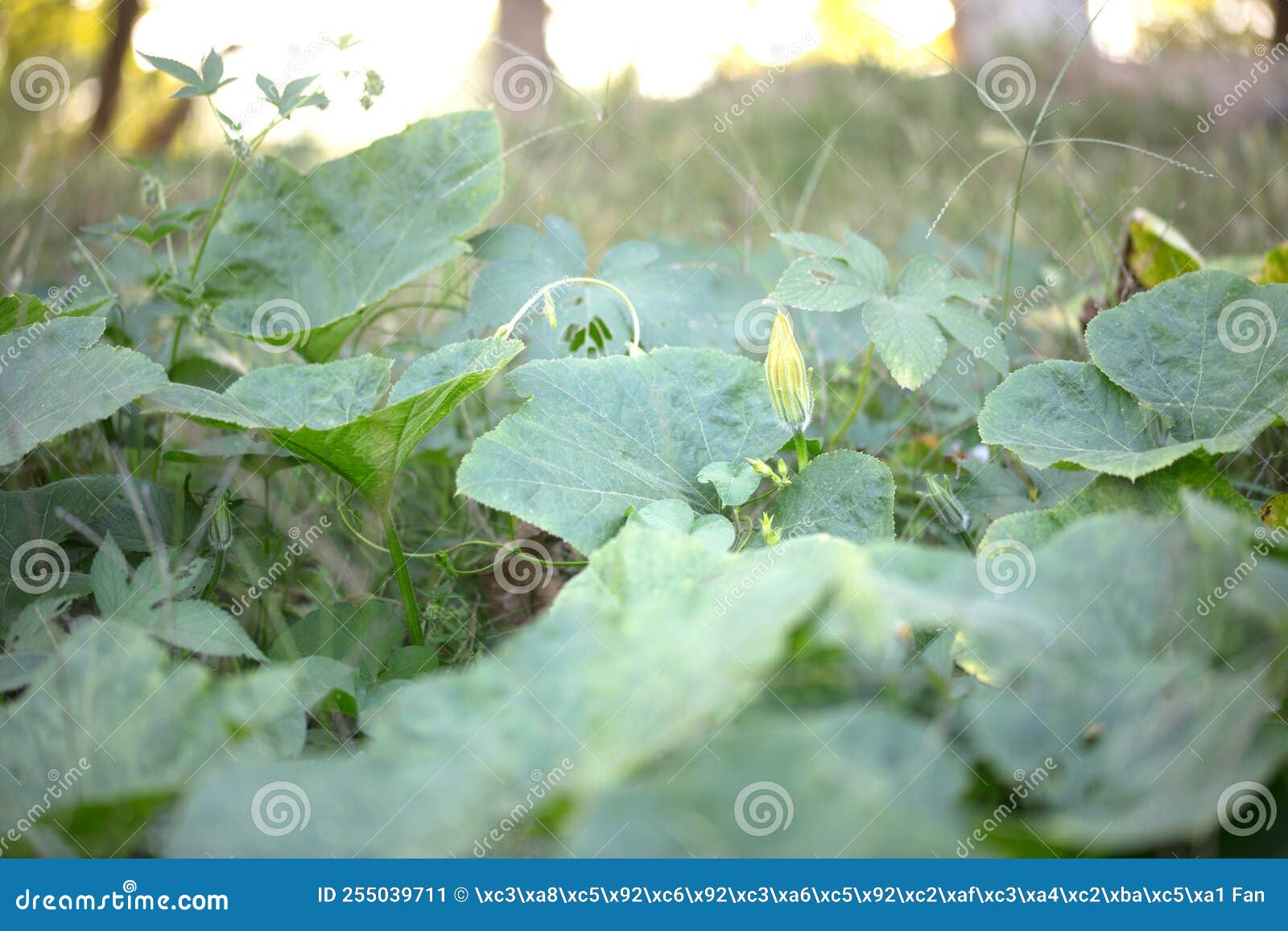 Growing Pumpkin Seedlings in Autumn Stock Image - Image of vitality ...