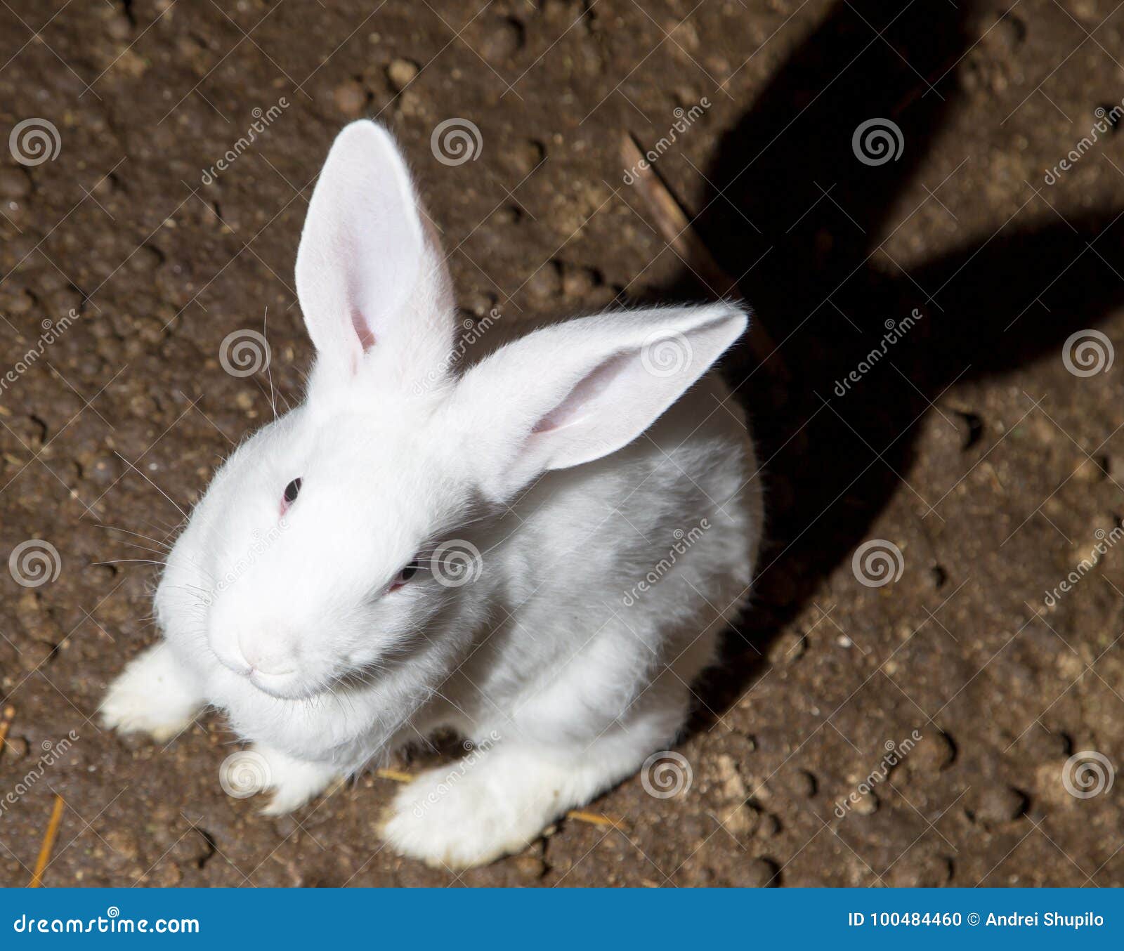 Growing Rabbits on the Farm Stock Photo - Image of bunnie, cony: 100484460