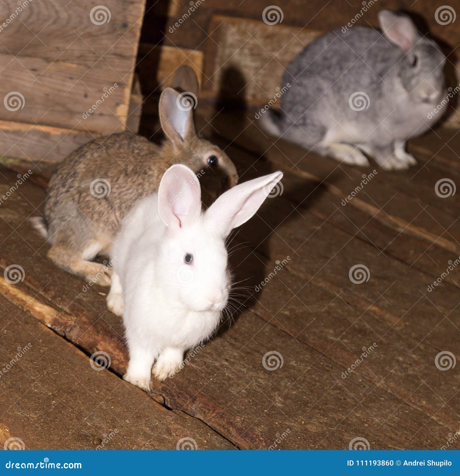 Growing Rabbits on the Farm Stock Photo - Image of bunnie, hare: 111193860