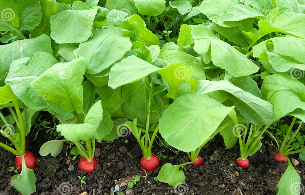 Growing radish stock photo. Image of bright, root, ridge - 14350044