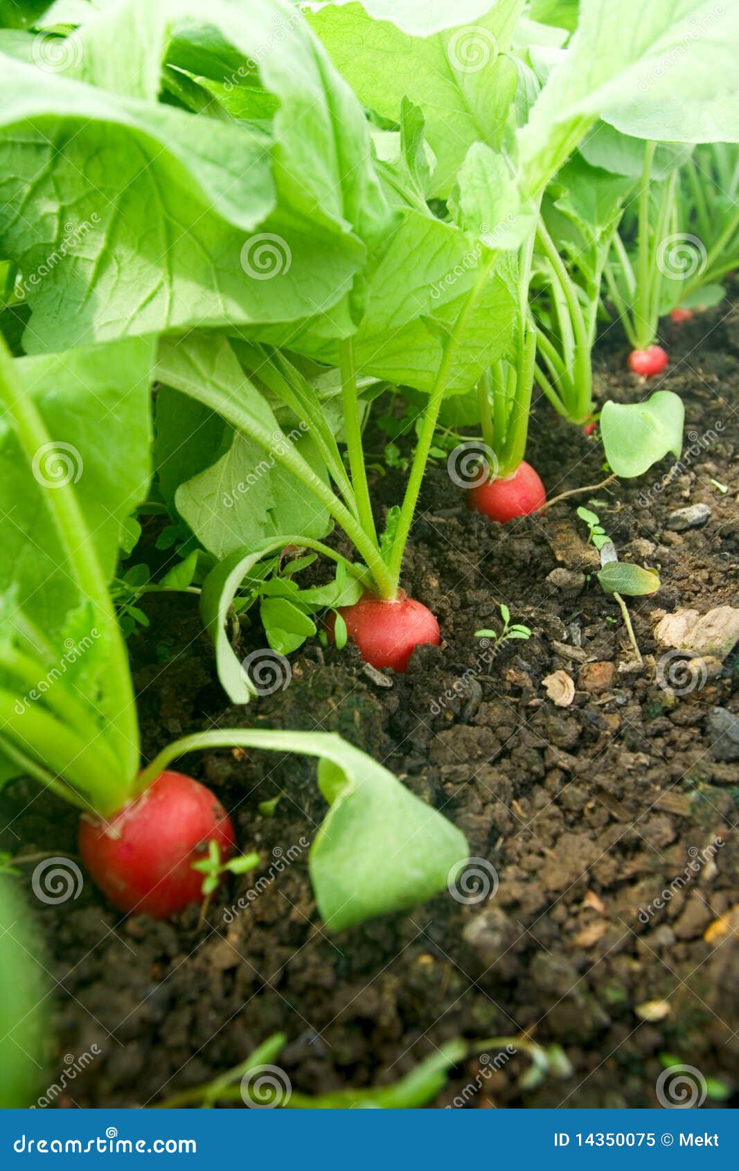 Growing radish stock image. Image of summerhouse, ridge - 14350075
