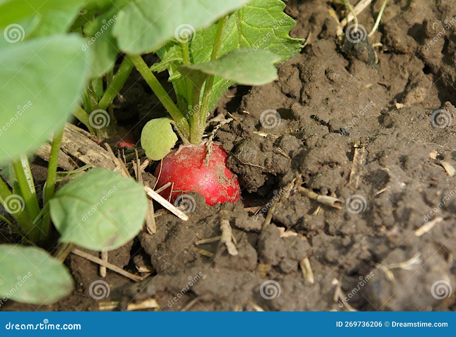 Growing radish plants stock photo. Image of plantation - 269736206