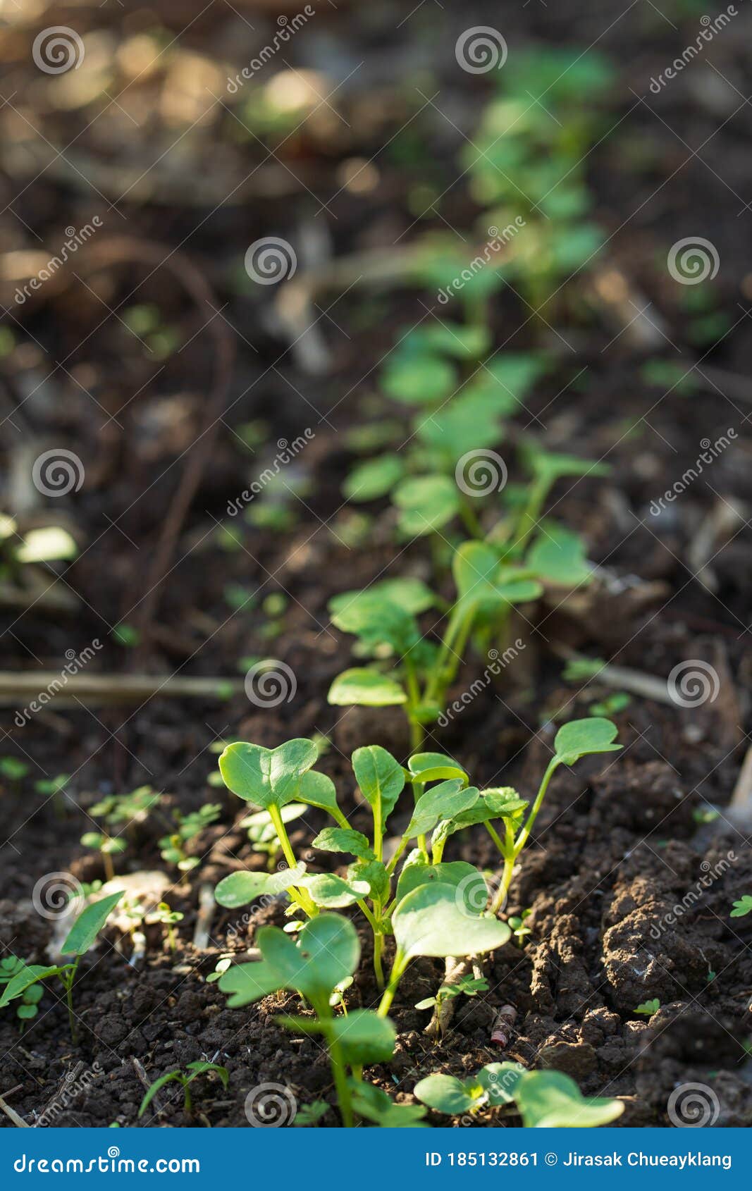 Small Radishes Growing in the Soil Stock Image - Image of cultivated ...