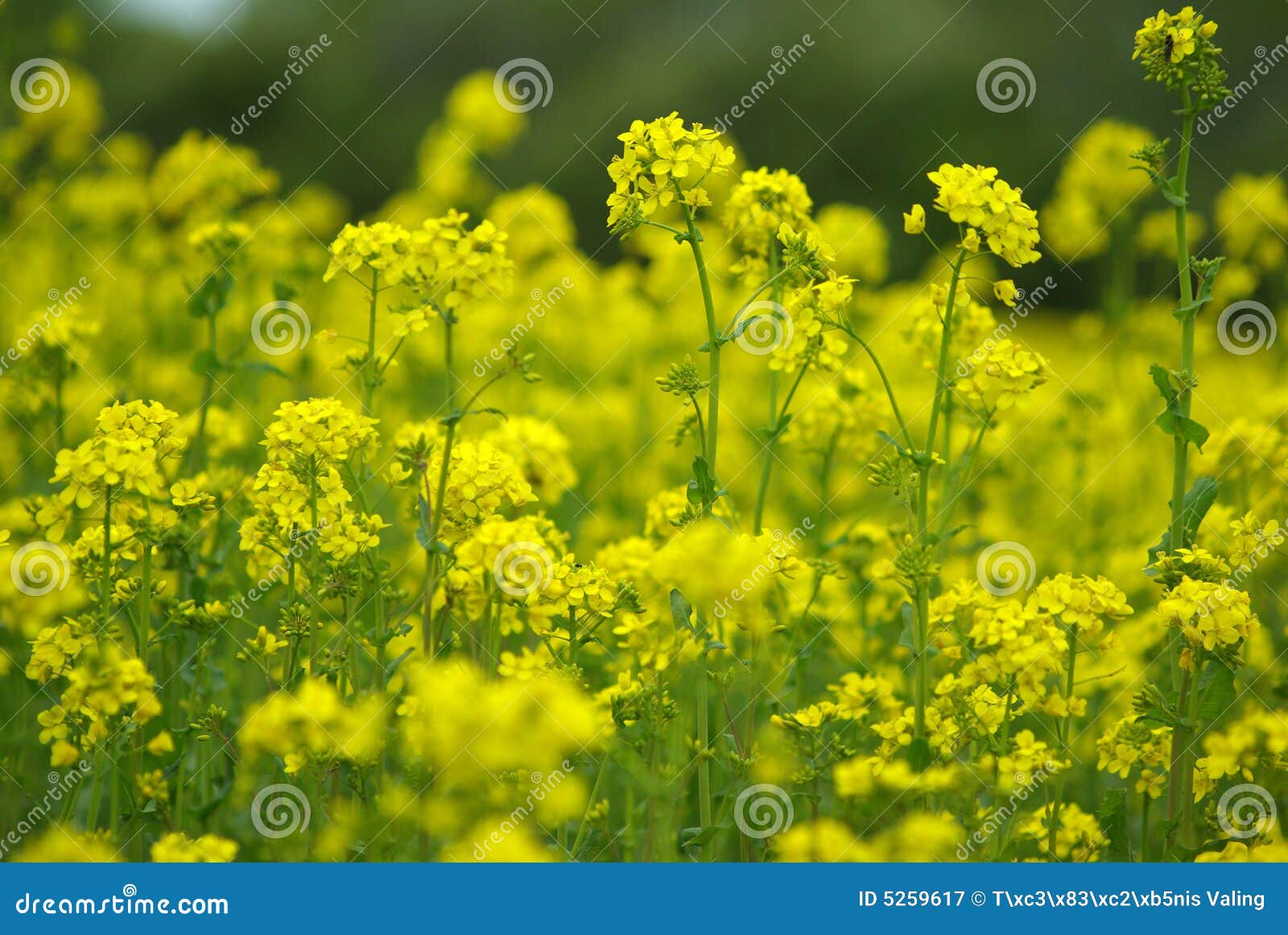 Growing seed stock image. Image of plantation, farm, blue - 5259617