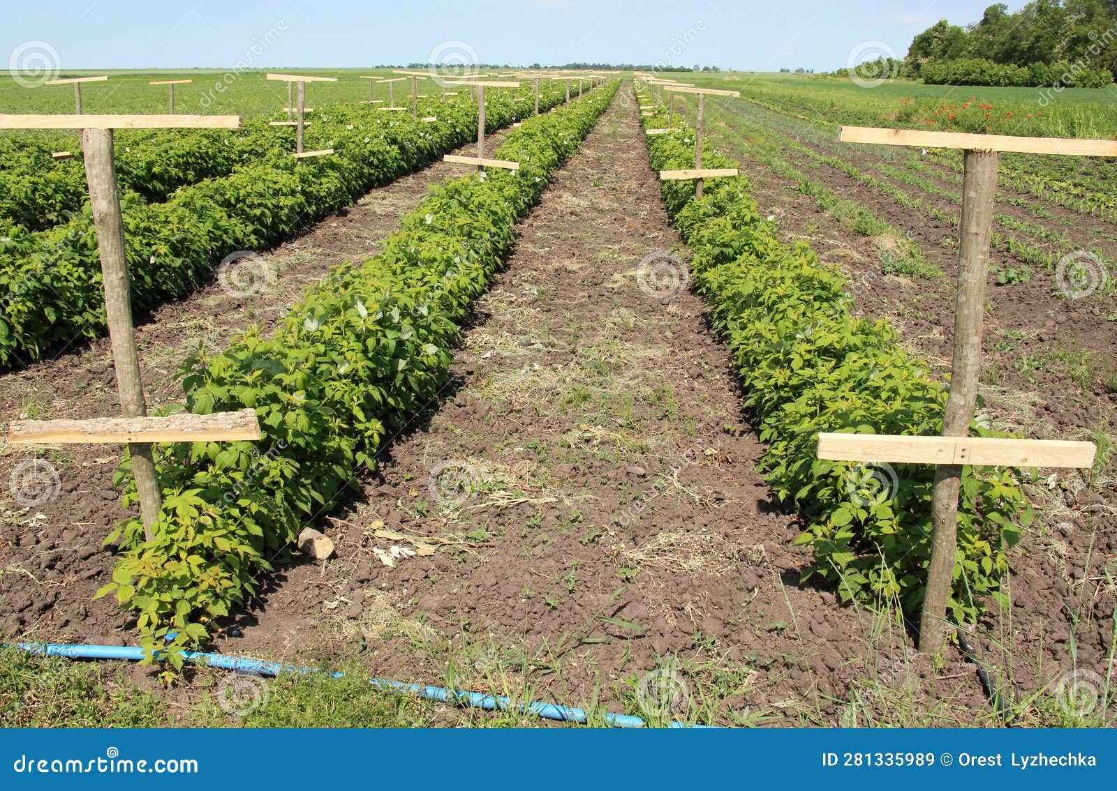 Growing Raspberries on an Industrial Scale Stock Image - Image of ...