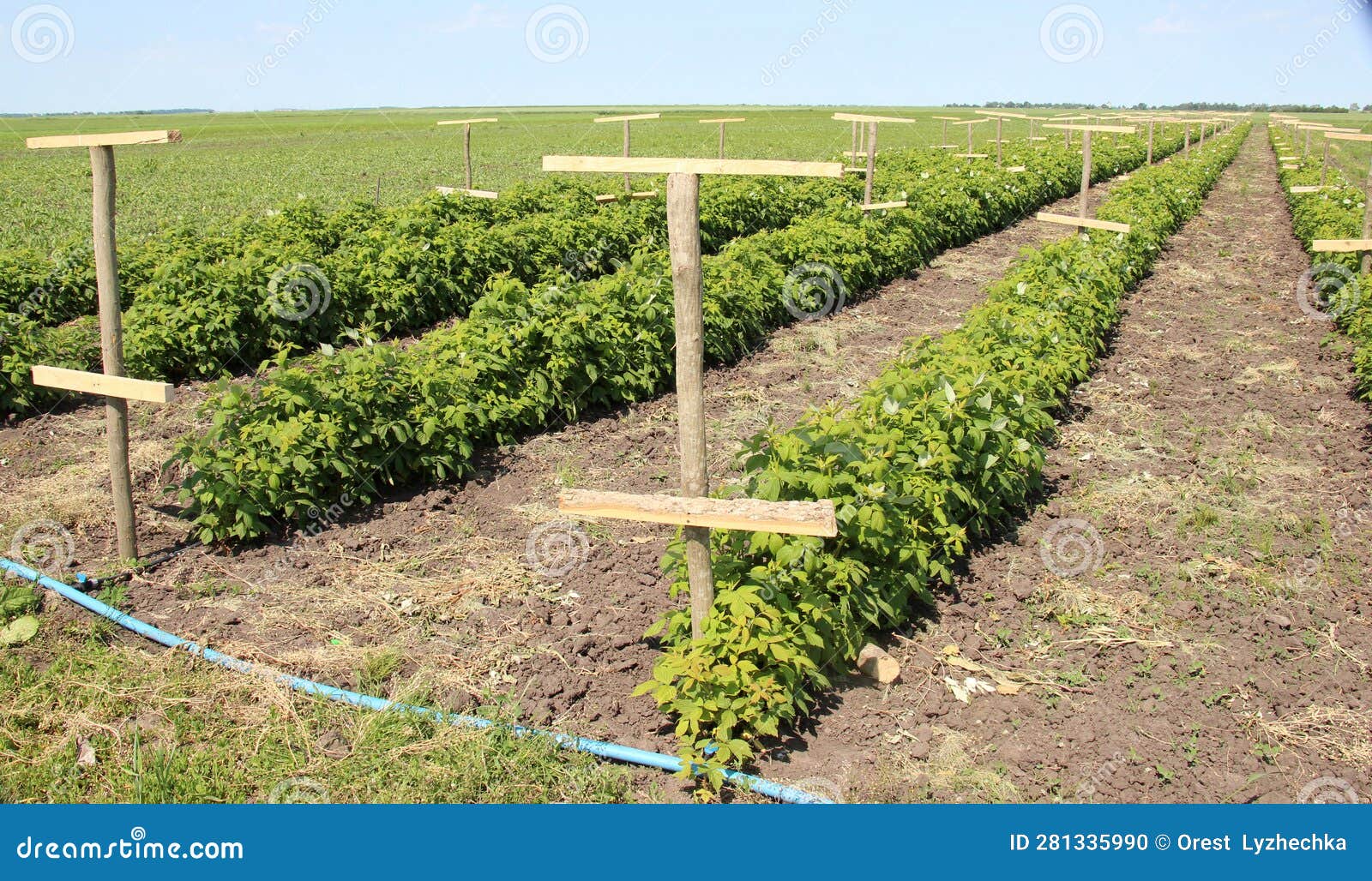 Growing Raspberries on an Industrial Scale Stock Photo - Image of ...
