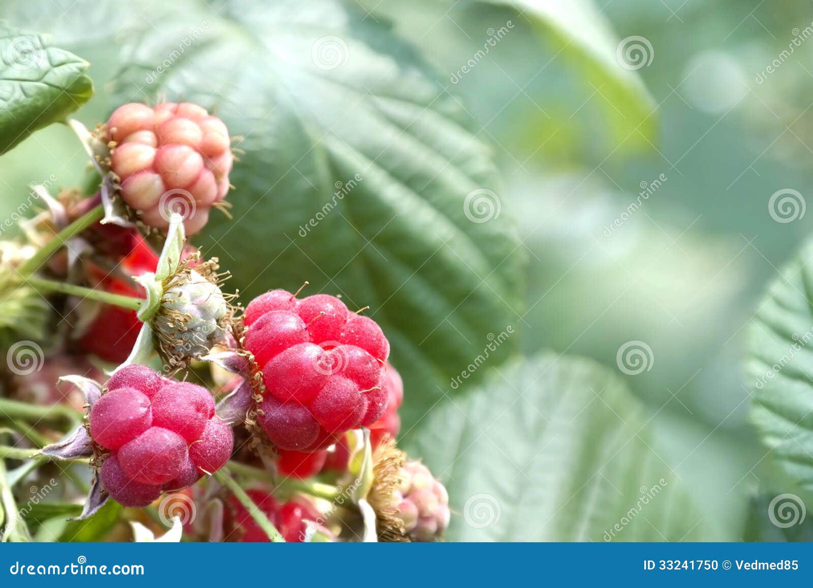 Growing raspberries stock photo. Image of rough, green - 33241750