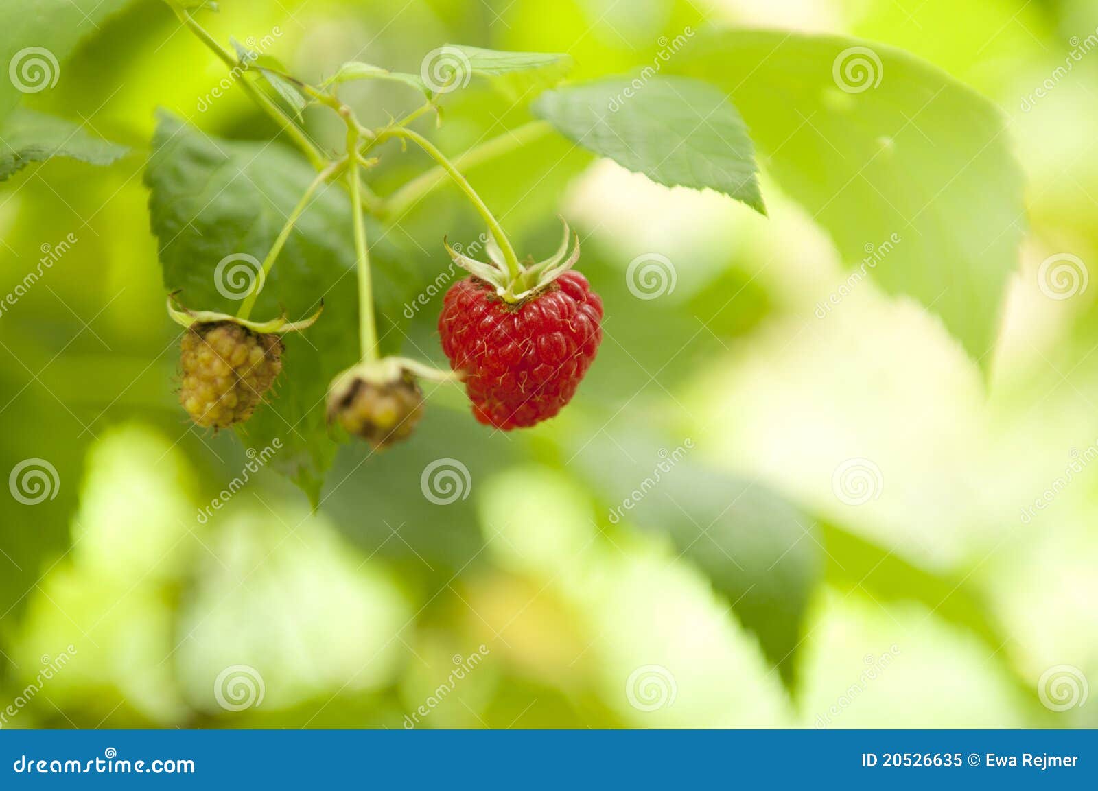 Growing Raspberry stock image. Image of garden, farm - 20526635