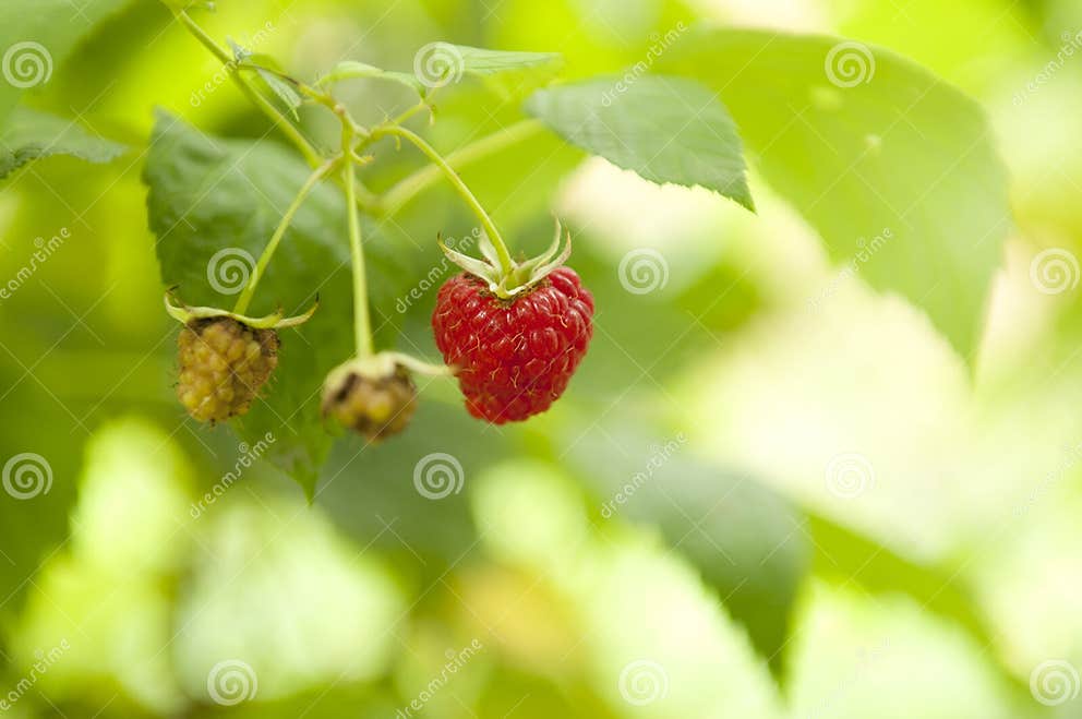 Growing Raspberry stock image. Image of garden, farm - 20526635