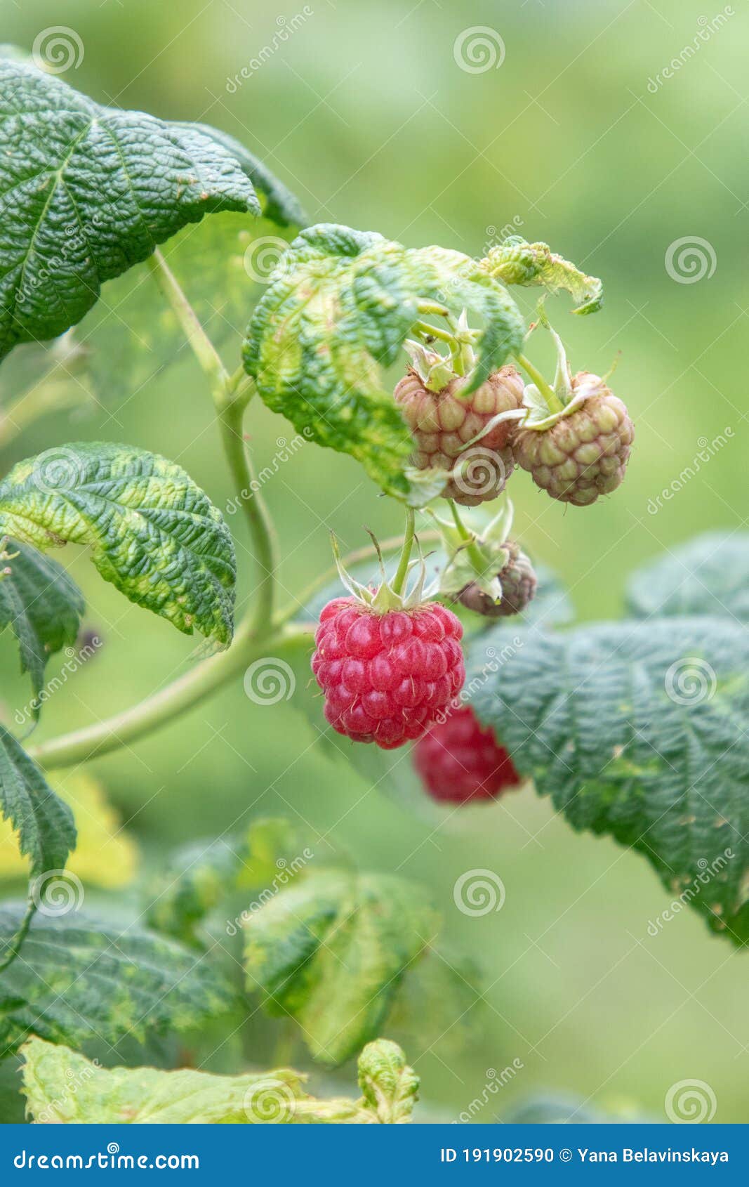 Growing raspberry stock photo. Image of harvest, greenery - 191902590