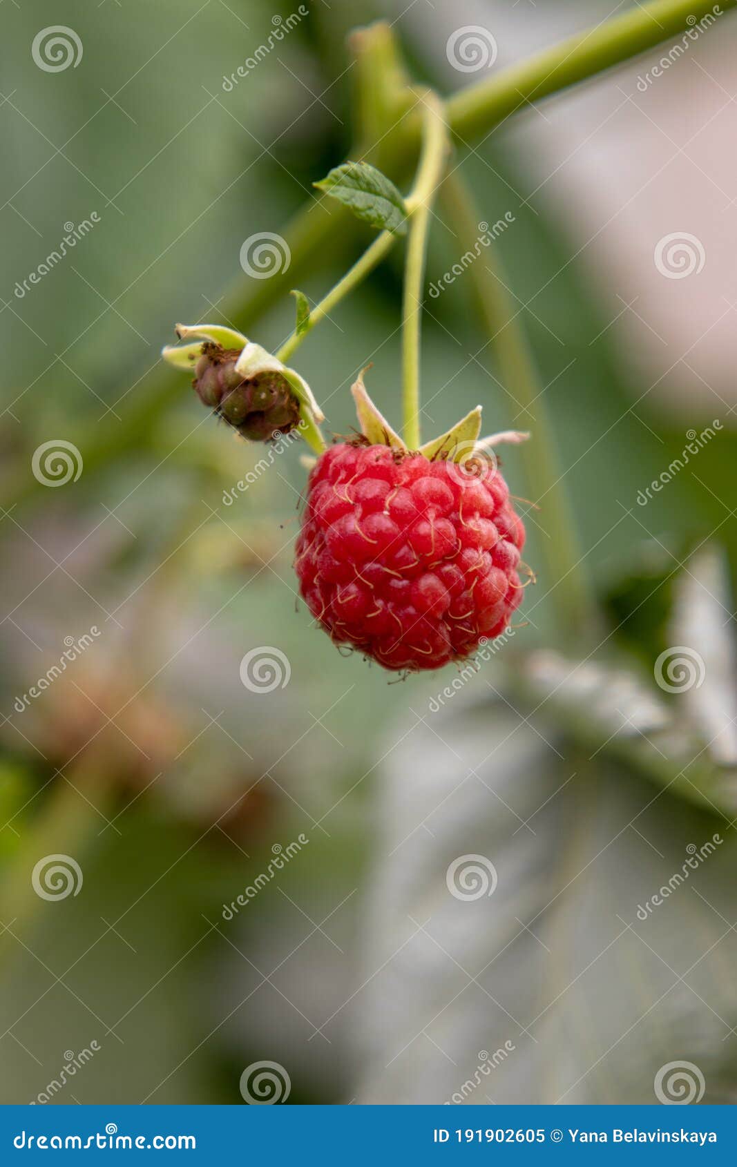 Growing raspberry stock image. Image of veggies, green - 191902605