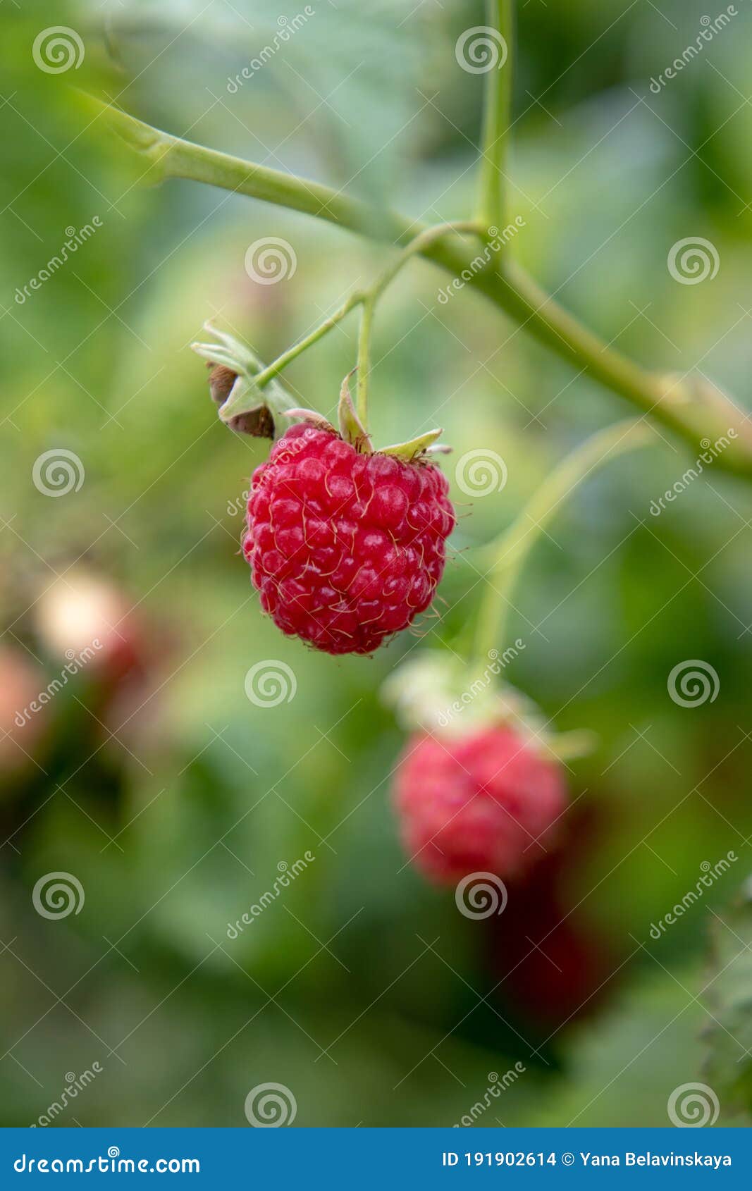 Growing raspberry stock photo. Image of green, greenery - 191902614