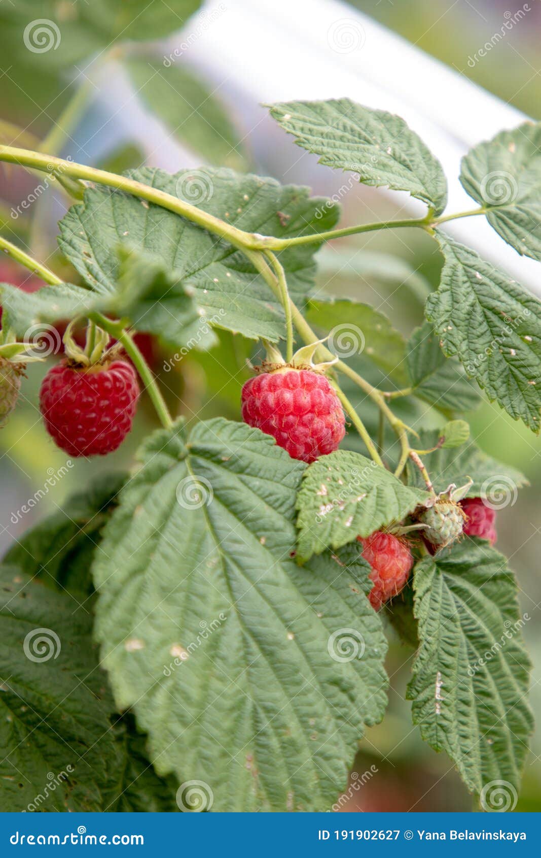 Growing raspberry stock image. Image of nature, still - 191902627
