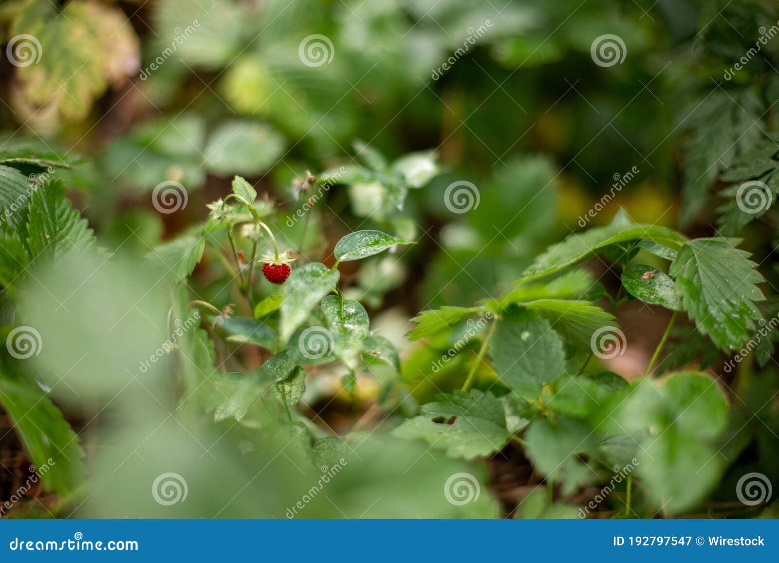 Growing Raspberry Fruit on the Raspberry Plant Stock Image - Image of ...