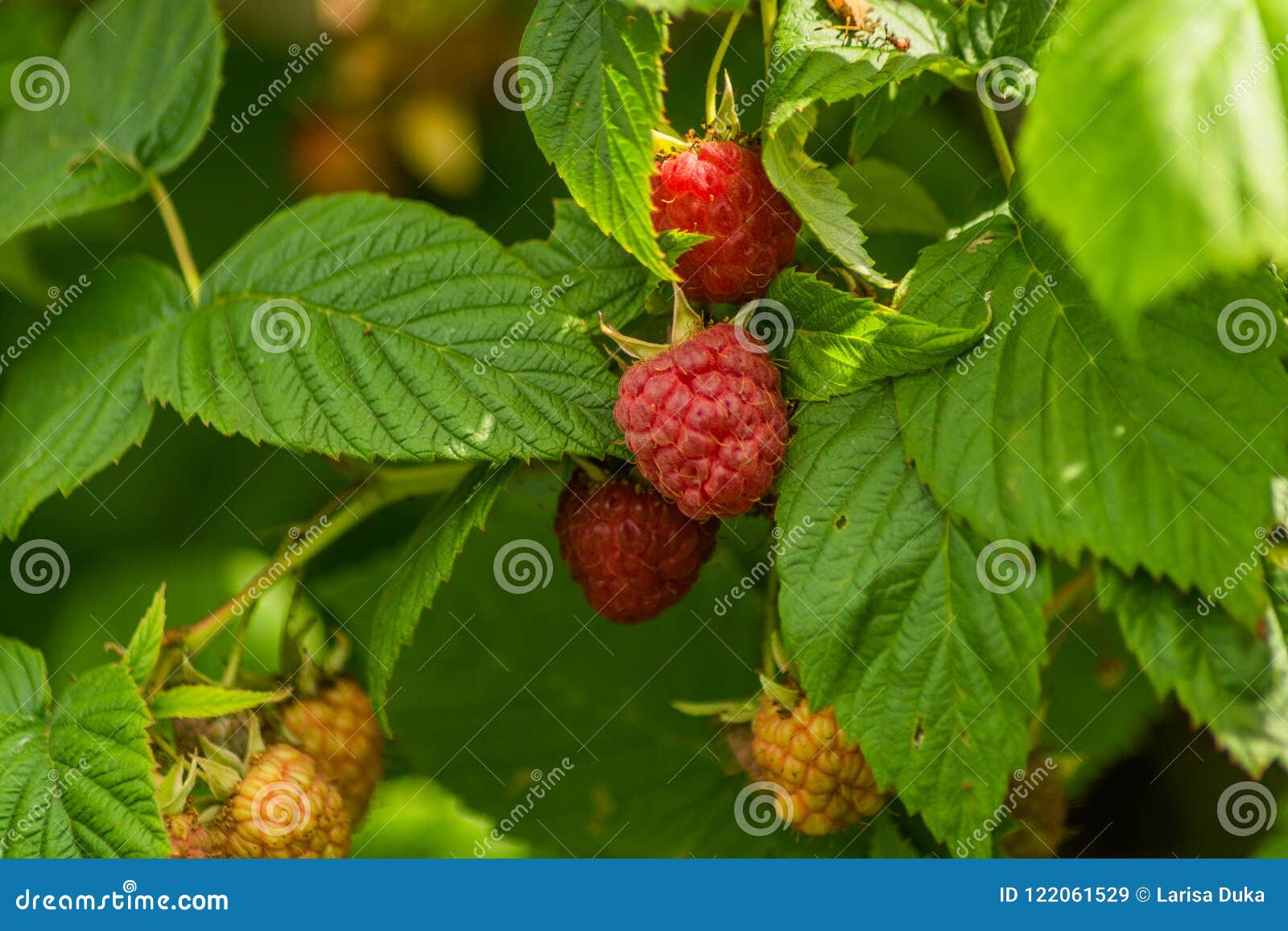 Ripe Raspberry in a Garden. Stock Image - Image of cultivated, summer ...